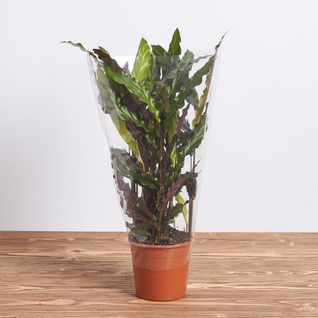 Замовити декоративно-листяні рослини з доставкою по Києву - Florina